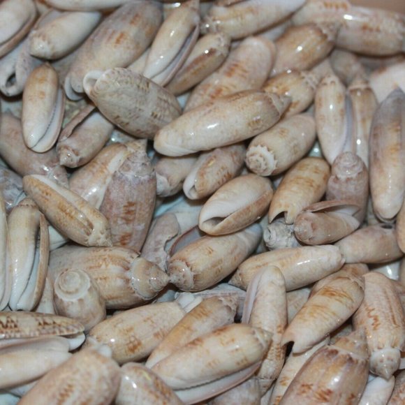 Accents | Bulk 4 Lbs Olive Gibbosa Shells 15 Seashells Craft Beach ...